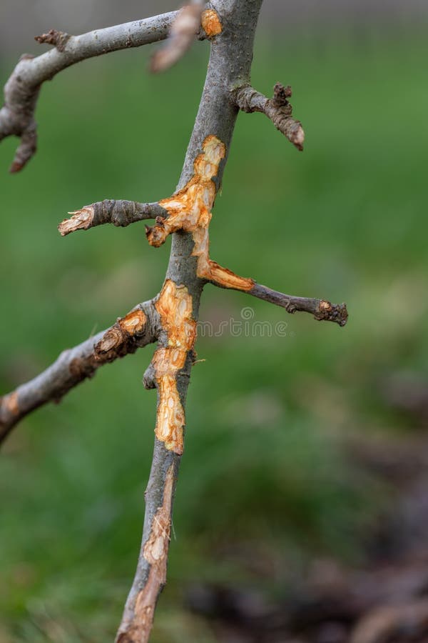 Rabbit damage stock photo. Image of closeup, bark, orchard - 268145166