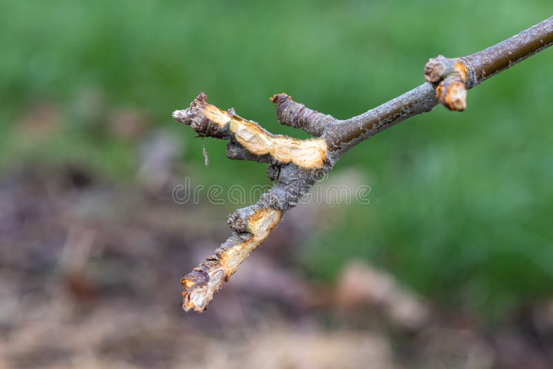 Rabbit damage stock image. Image of pests, pest, industrial - 268145529