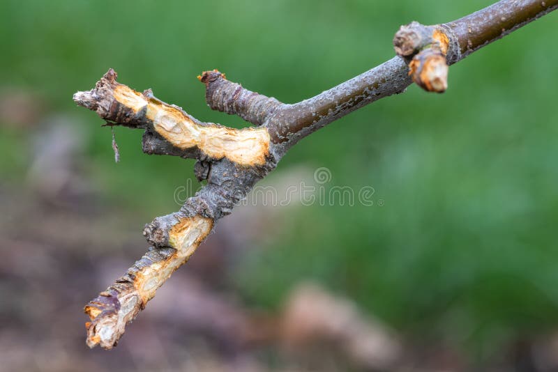 Rabbit damage stock image. Image of apple, damaged, nature - 268145595