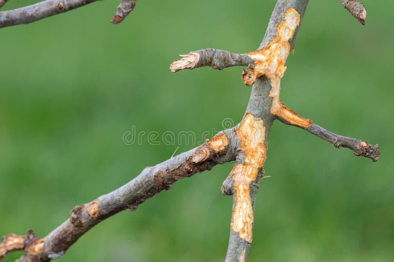 Rabbit damage stock image. Image of colour, horticulture - 268146557
