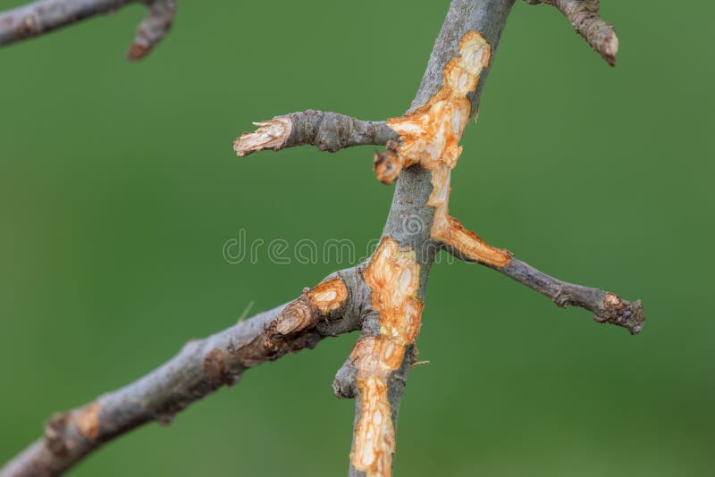 Rabbit damage stock image. Image of agriculture, time - 268146931