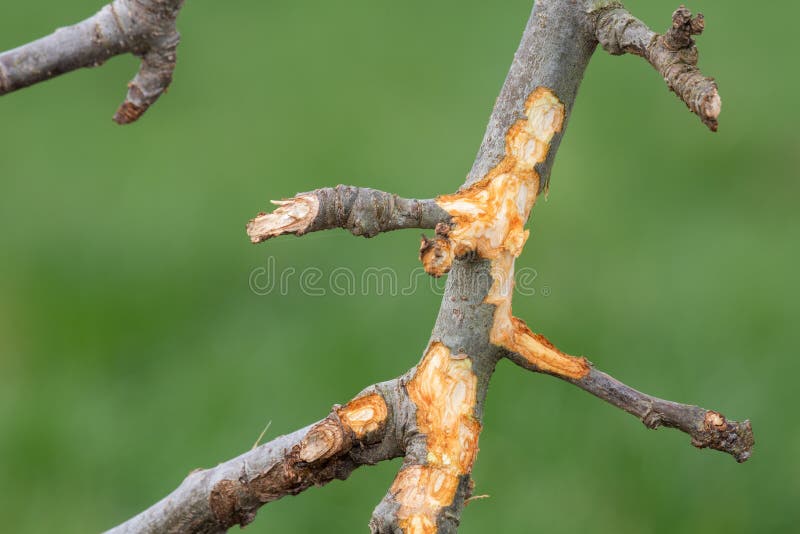Rabbit damage stock photo. Image of orchard, outdoor - 268147078