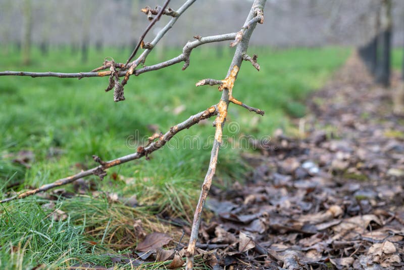 Rabbit damage stock photo. Image of closeup, outdoors - 268147352