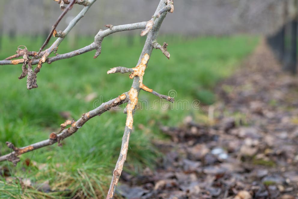 Rabbit damage stock image. Image of nature, chewed, animal - 268147397