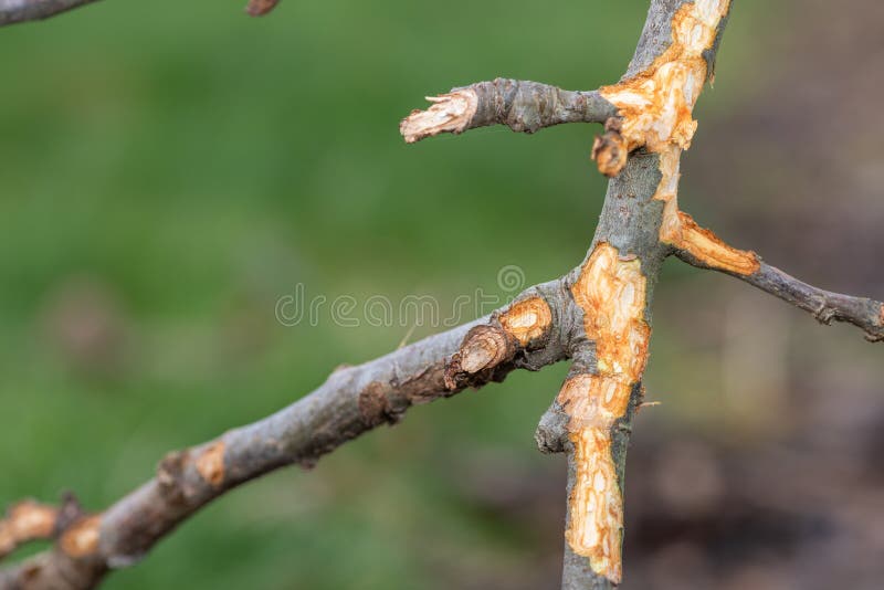 Rabbit damage stock image. Image of plant, closeup, nuisance - 268148669