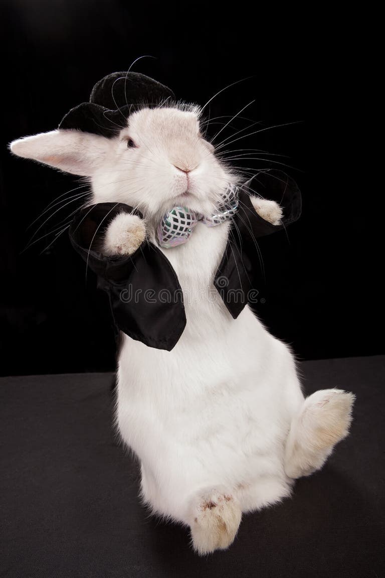 577 Dancing Rabbit Yacht Stock Photos - Free & Royalty-Free Stock ...