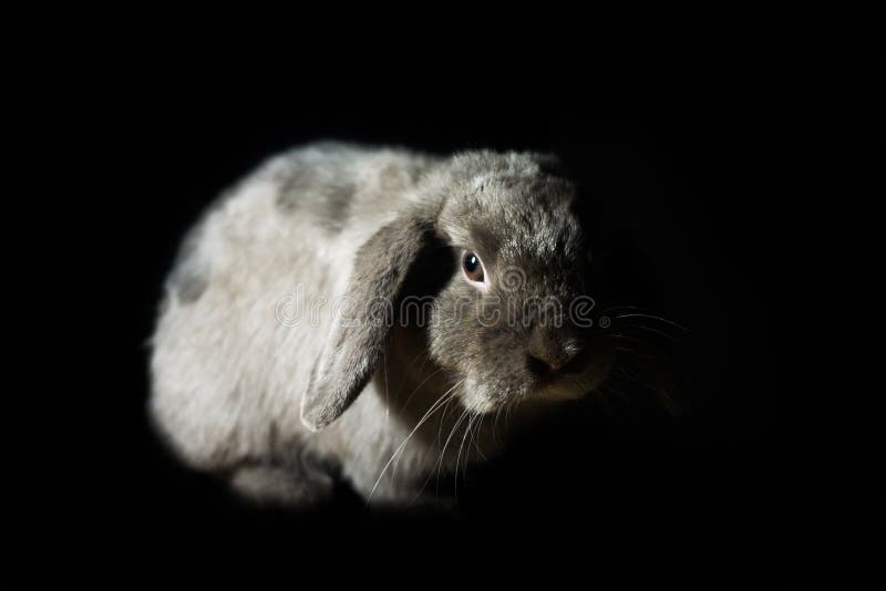 Rabbit in the dark stock photo. Image of baby, isolated - 41289596