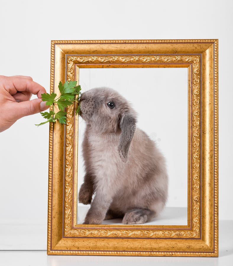 Rabbit Decorative Gray in a Gold Frame Frame. Stock Photo - Image of ...