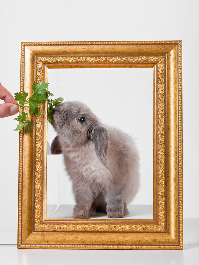 Rabbit Decorative Gray in a Gold Frame Frame. Stock Photo - Image of ...