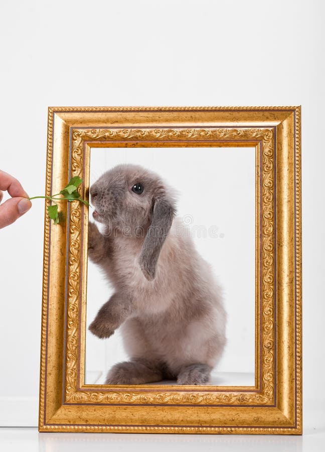 Rabbit Decorative Gray in a Gold Frame Frame. Stock Photo - Image of ...