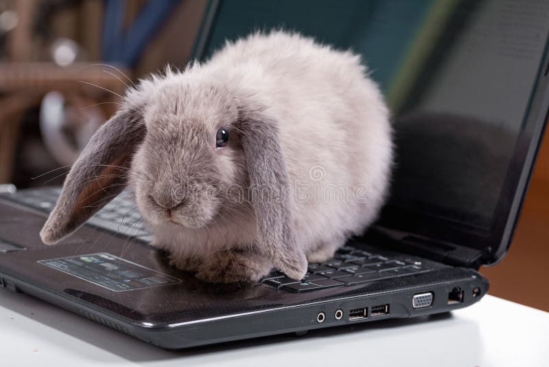 634 Rabbit Computer Stock Photos - Free & Royalty-Free Stock Photos ...