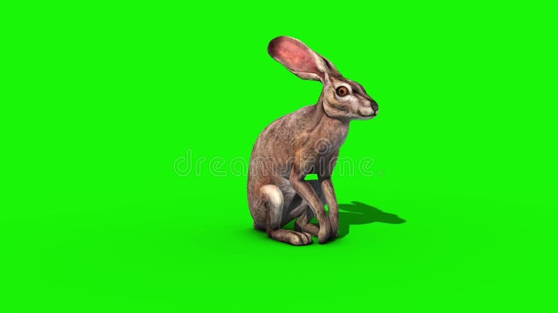 Rabbit Die Front Green Screen 3D Rendering Animation Stock Footage ...