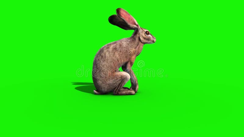 Rabbit Die Side Green Screen 3D Rendering Animation Stock Video - Video ...
