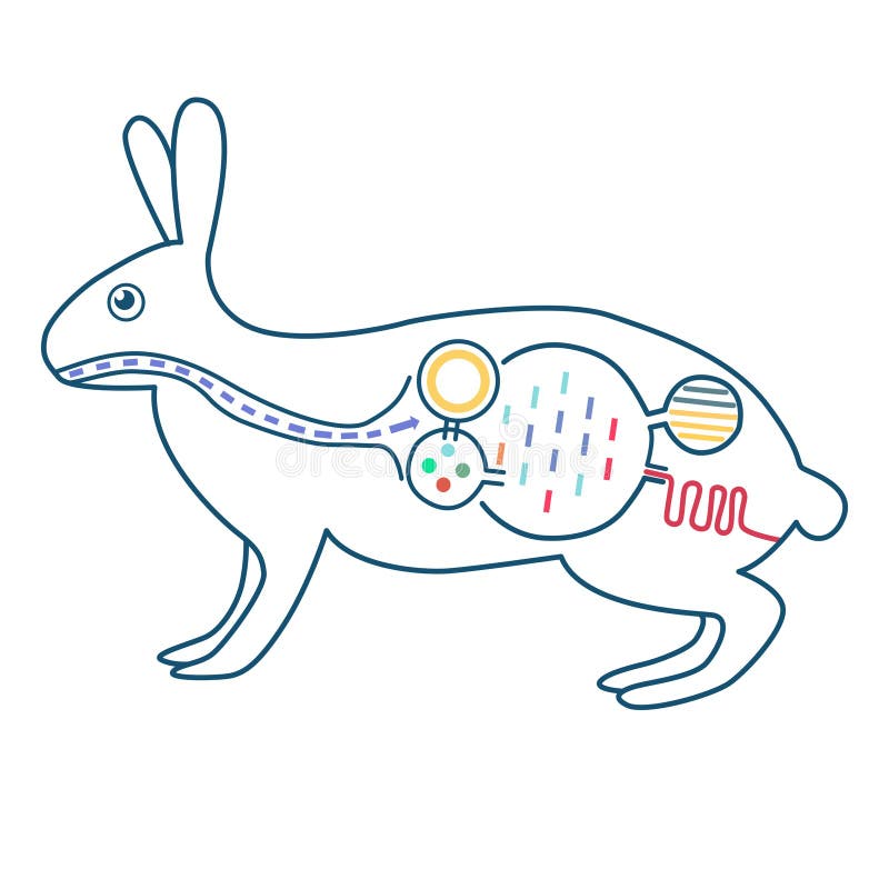 Rabbit Digestive System Anatomy Illustration. Cartoon Stock Vector ...