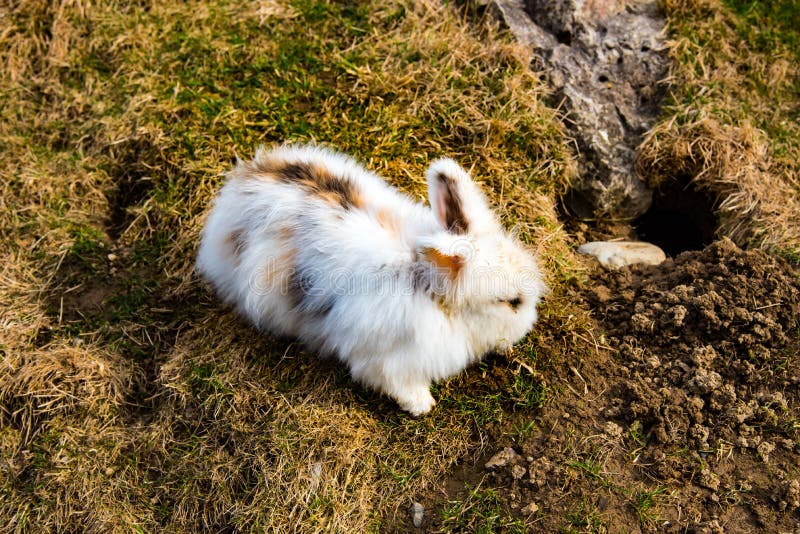 Rabbit digging a hole stock image. Image of gray, central - 69310741