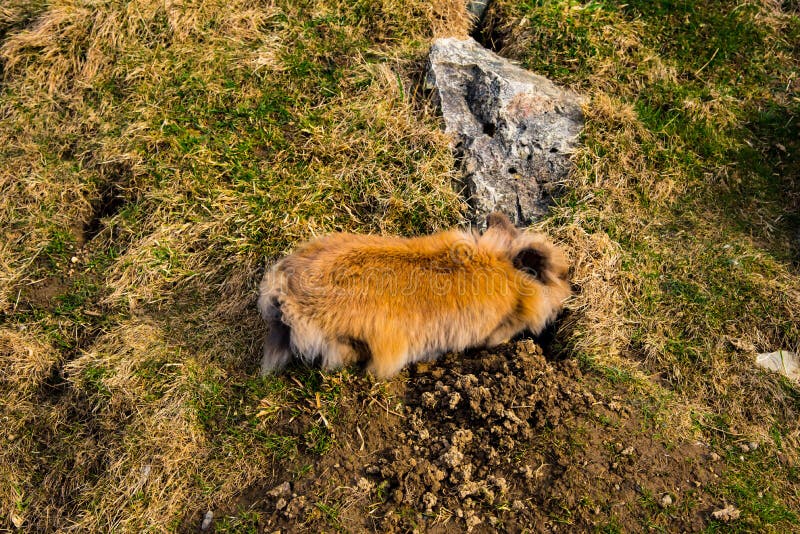Rabbit digging a hole stock photo. Image of meadow, gray - 69312590