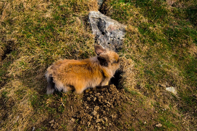 Rabbit digging a hole stock photo. Image of meadow, gray - 69312590