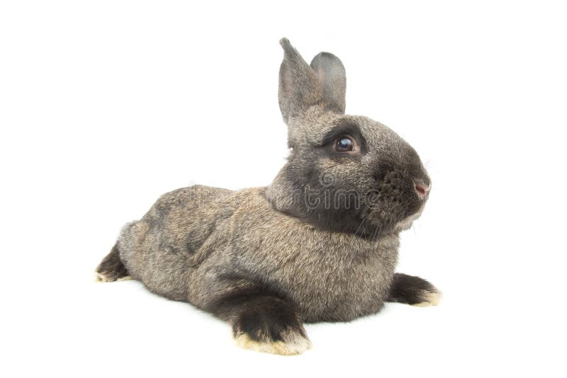 Rabbit Distorted by a Wide-angle Close-up Stock Photo - Image of rabbit ...