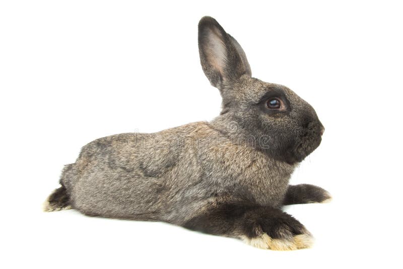 Rabbit Distorted by a Wide-angle Close-up Stock Image - Image of brown ...