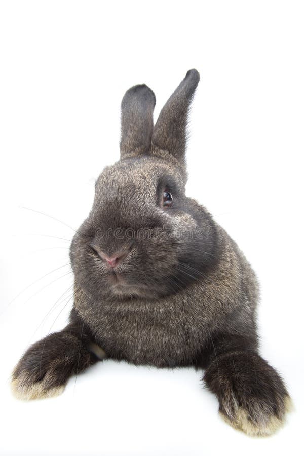 Brown rabbit stock photo. Image of beige, shot, background - 115944190