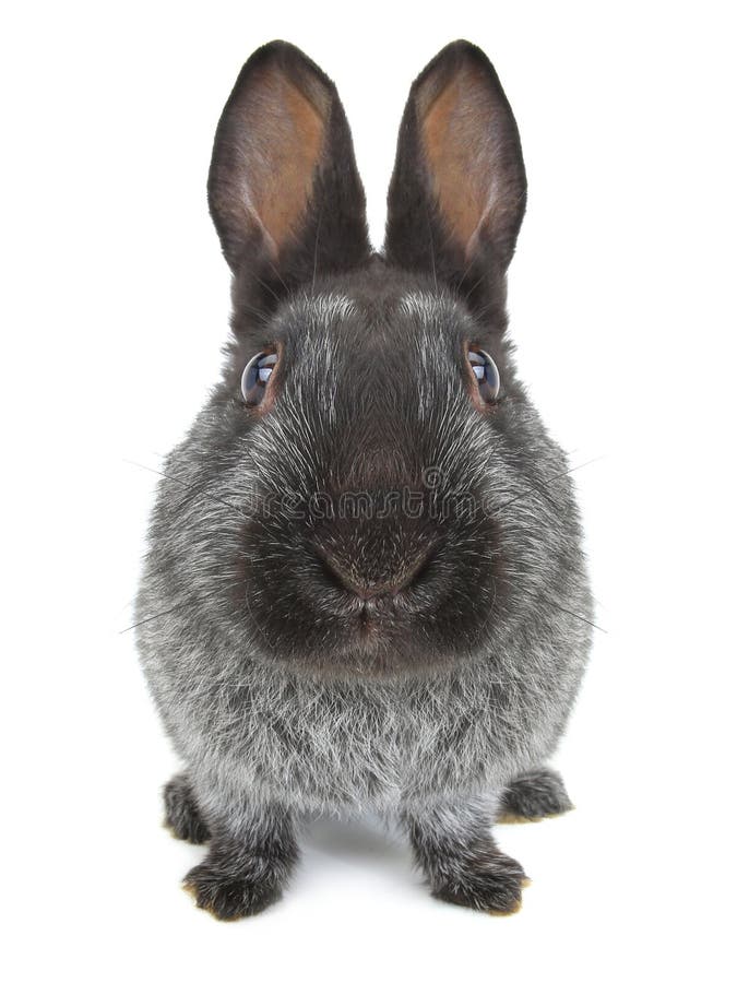 Rabbit Distorted by a Wide-angle Close-up Stock Photo - Image of fluffy ...