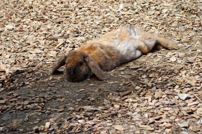 The rabbit stock image. Image of mammal, animal, ground - 55013669