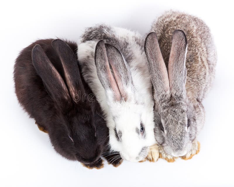 Gray Rabbit View From Above Stock Photo - Image of scent, breed: 16122290