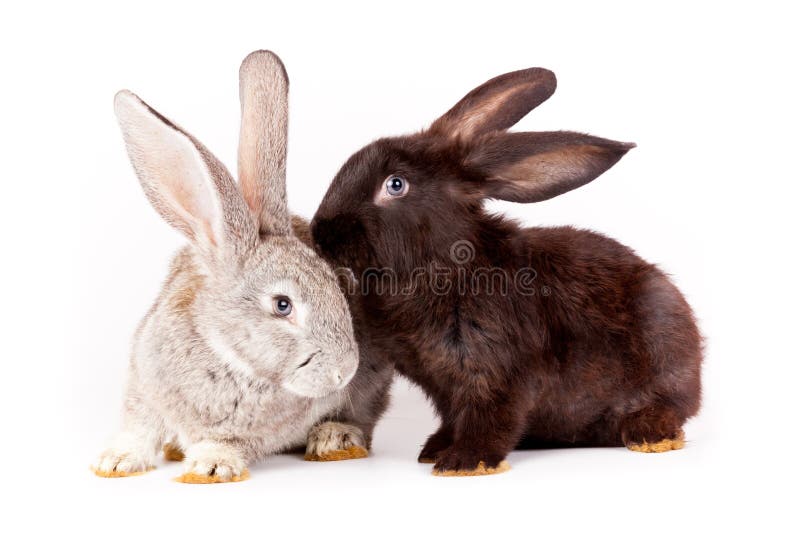 Lop-eared Rabbit and Young Rabbits, Isolated Stock Photo - Image of ...