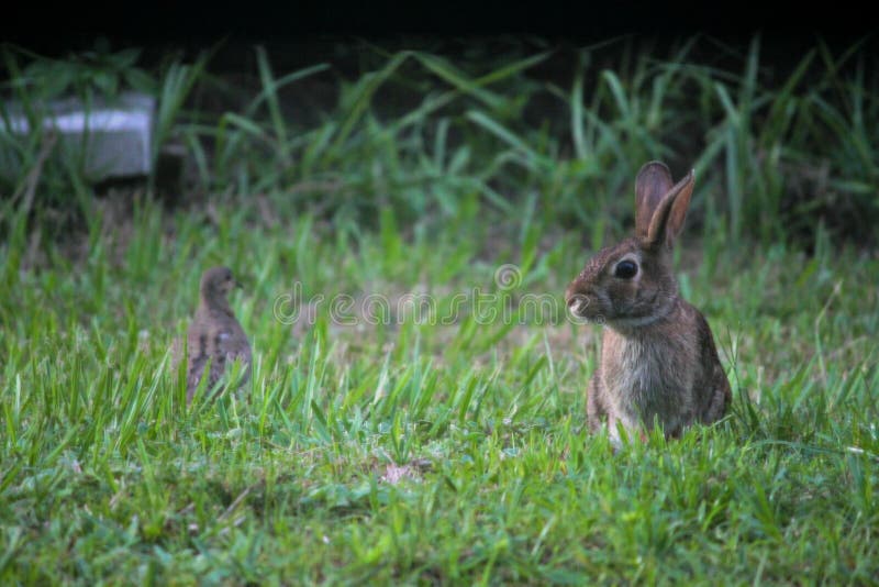 Rabbit and dove stock photo. Image of mourning, wildlife - 62411946