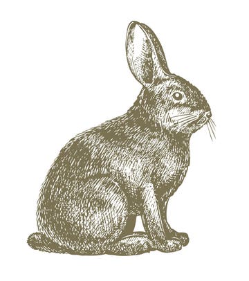 Rabbit drawing stock vector. Illustration of background - 17088843