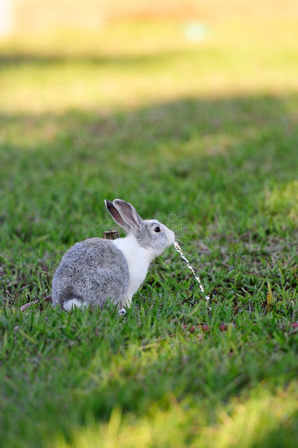 Rabbit drink water stock image. Image of furrydrink, adorable - 67925219