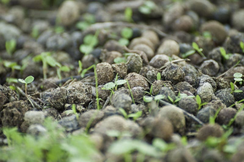 Rabbit droppings stock image. Image of earth, rabbit - 16573303
