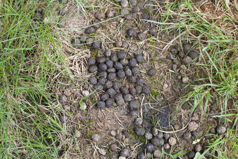 Brown Rabbit Droppings Lying on Rough Grassy Ground in Summer Stock ...