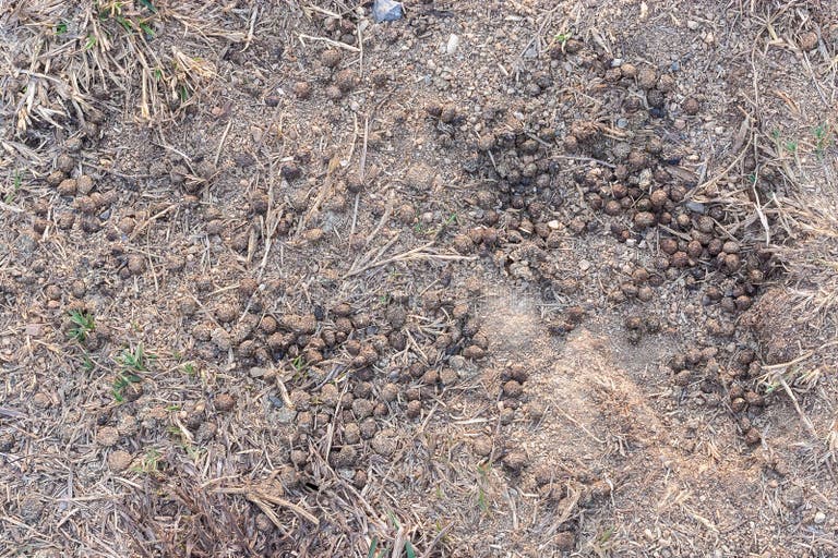 Rabbit Droppings Stock Photos - Free & Royalty-Free Stock Photos from ...