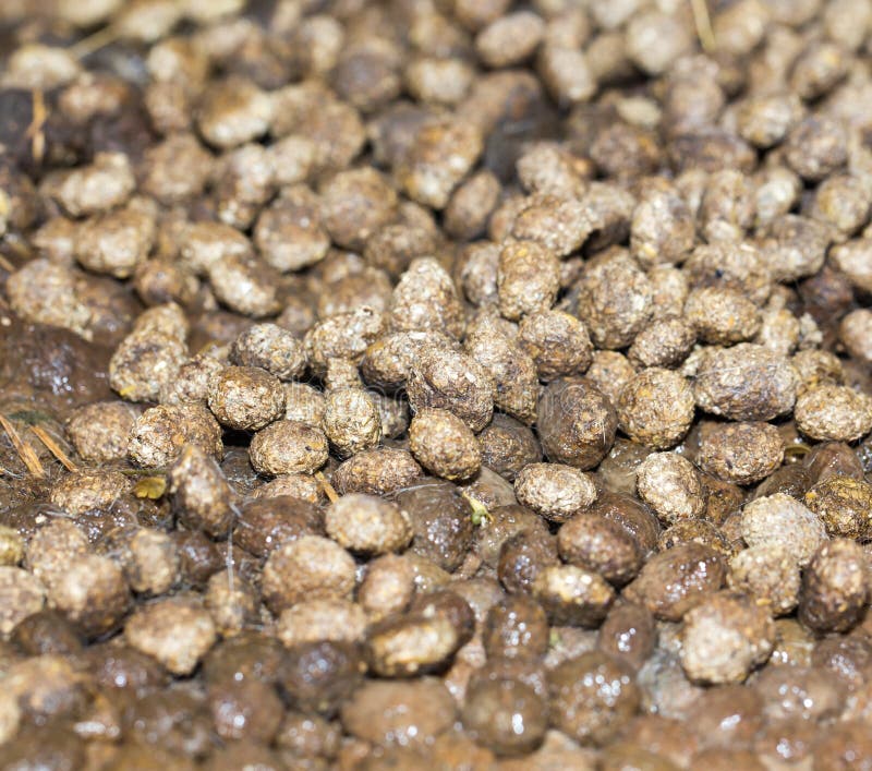 Rabbit droppings stock photo. Image of sitting, black - 107316084