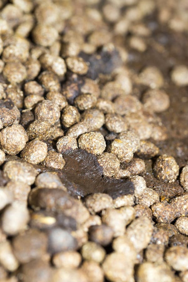 Rabbit droppings stock photo. Image of sitting, black - 107316084