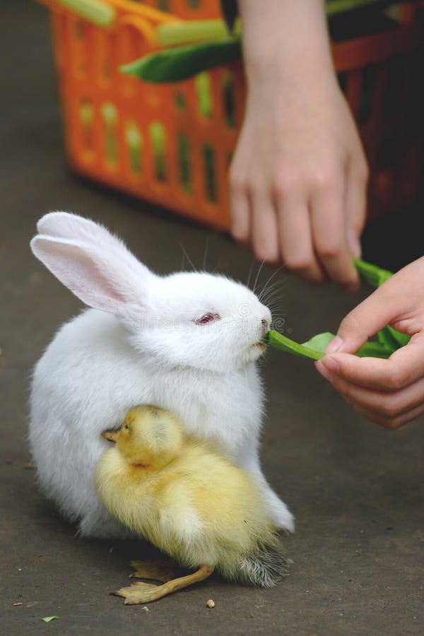 Rabbit and duck stock image. Image of parts, child, yellow - 2181053