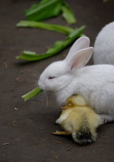 Rabbit and duck stock image. Image of white, rabbit, duck - 933309