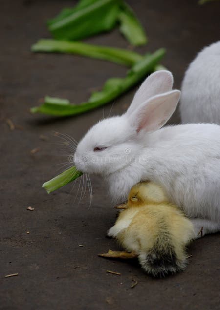 Rabbit and duck stock image. Image of white, rabbit, duck - 933309