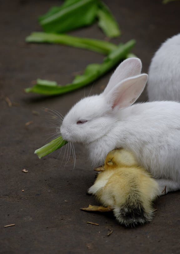 Rabbit and duck stock image. Image of white, rabbit, duck - 933309