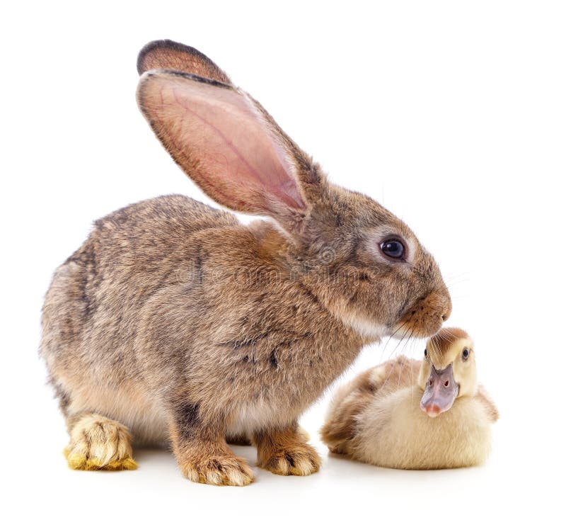 892 Bunny Duckling Stock Photos - Free & Royalty-Free Stock Photos from ...