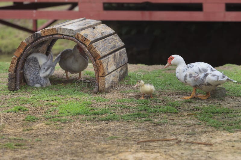 Rabbit and Ducks are Friend on a Field. Stock Image - Image of frame ...