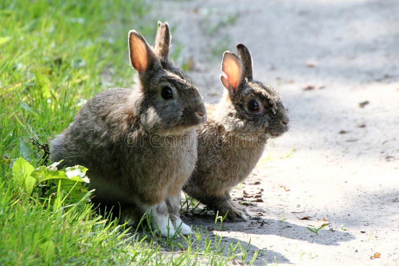 Rabbit Duo stock photo. Image of sweet, meadow, bunny - 69931728