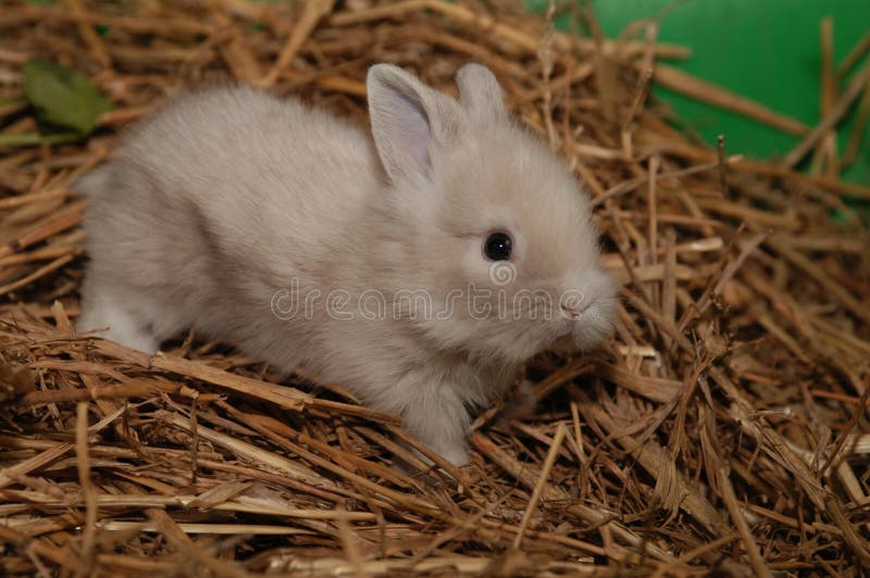 Rabbit stock image. Image of meadows, mammal, brown, small - 35349543