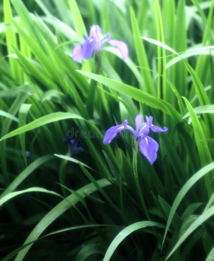 11+ Rabbit ear plant Free Stock Photos - StockFreeImages