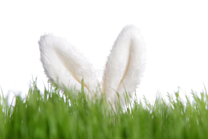 Rabbit Ears Behind Green Grass Stock Photo - Image of meadow, fluffy ...