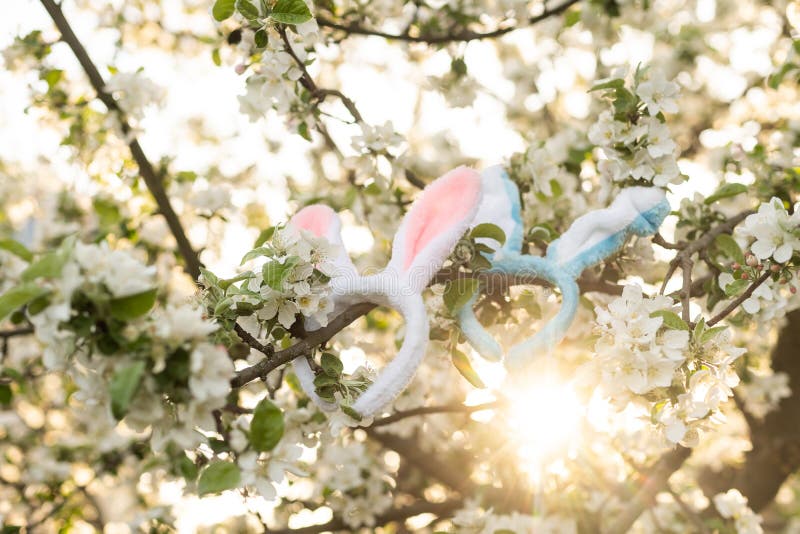 Rabbit Ears on Flowering Trees, Easter Stock Photo - Image of happy ...