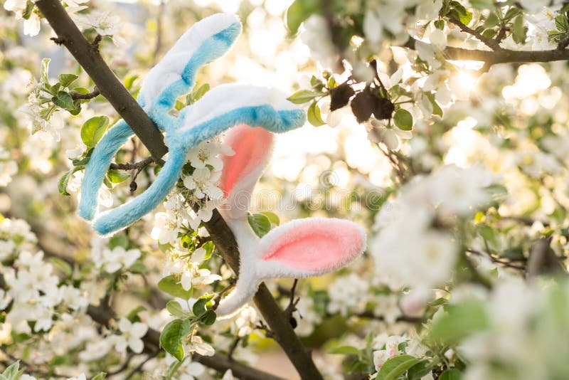 Rabbit Ears on Flowering Trees, Easter Stock Photo - Image of rabbit ...
