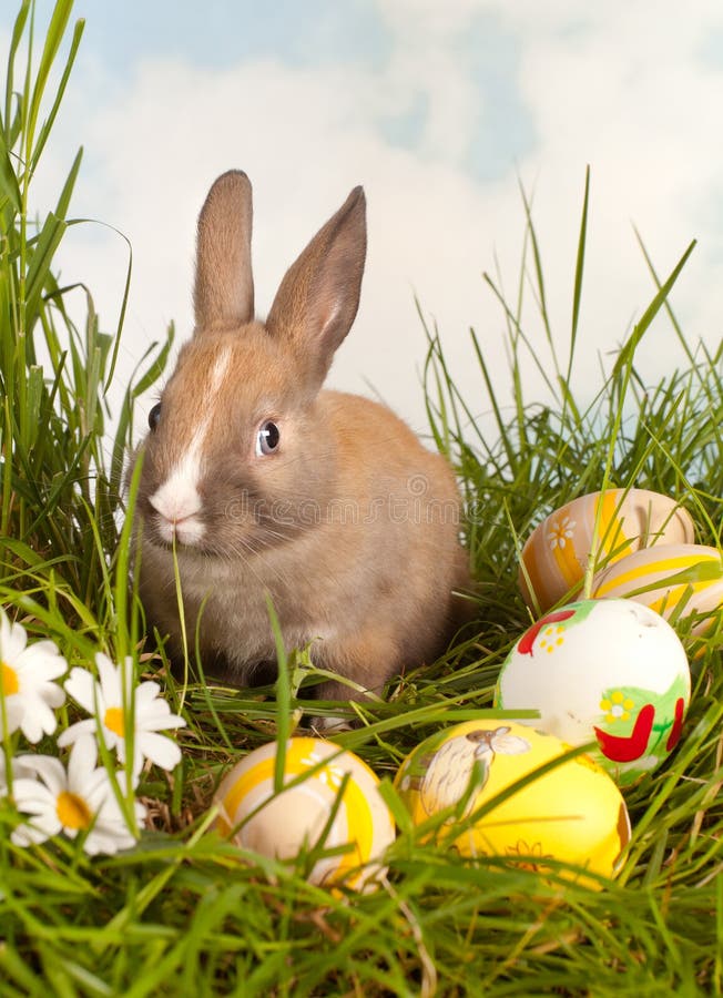 Easter Bunny in springtime stock photo. Image of nest - 4315304