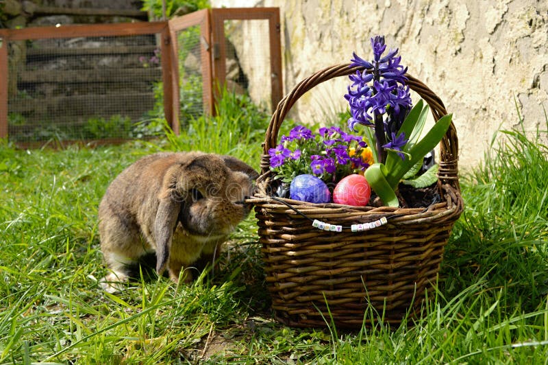 Rabbit with easter basket stock photo. Image of flowers - 52608734